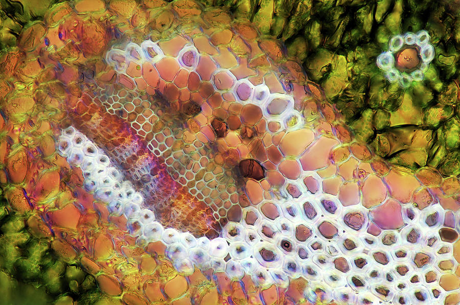 Pine Needle Photograph by Marek Mis - Fine Art America