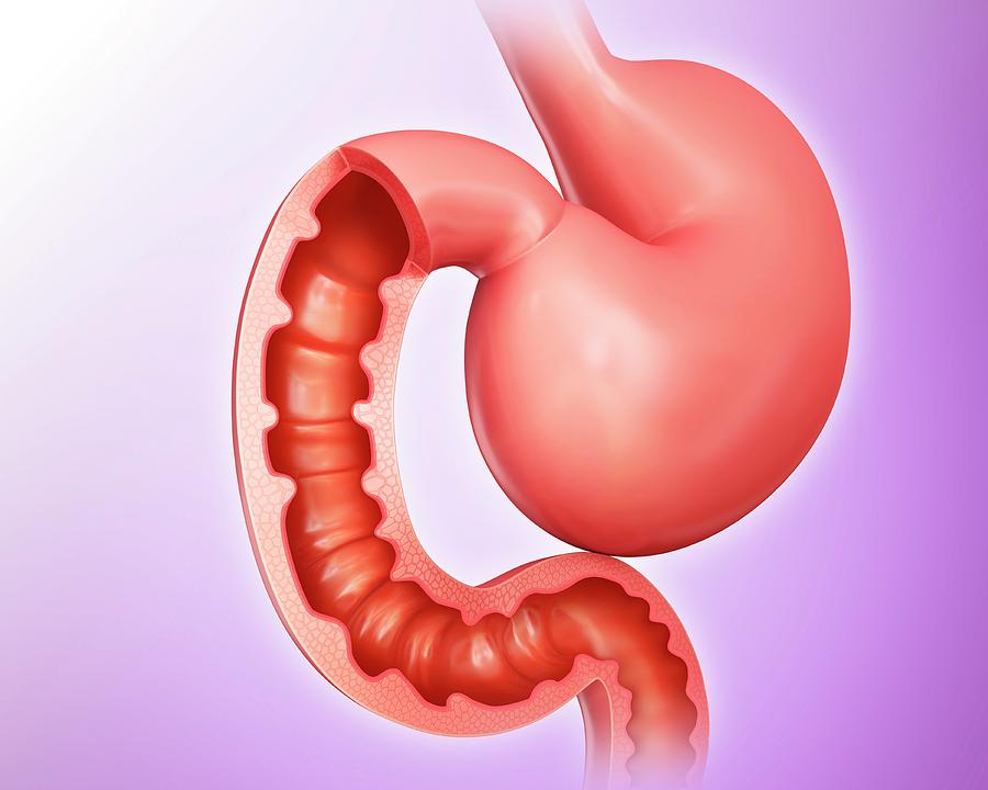 Small Intestine Photograph by Pixologicstudio - Fine Art America