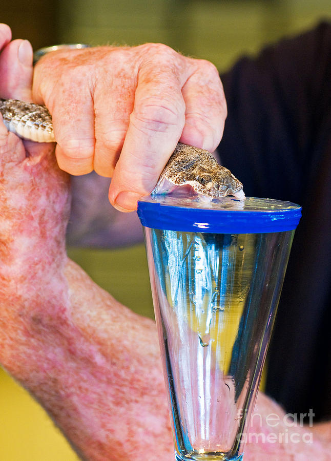 Snake Venom Extraction Photograph by Millard H. Sharp - Pixels