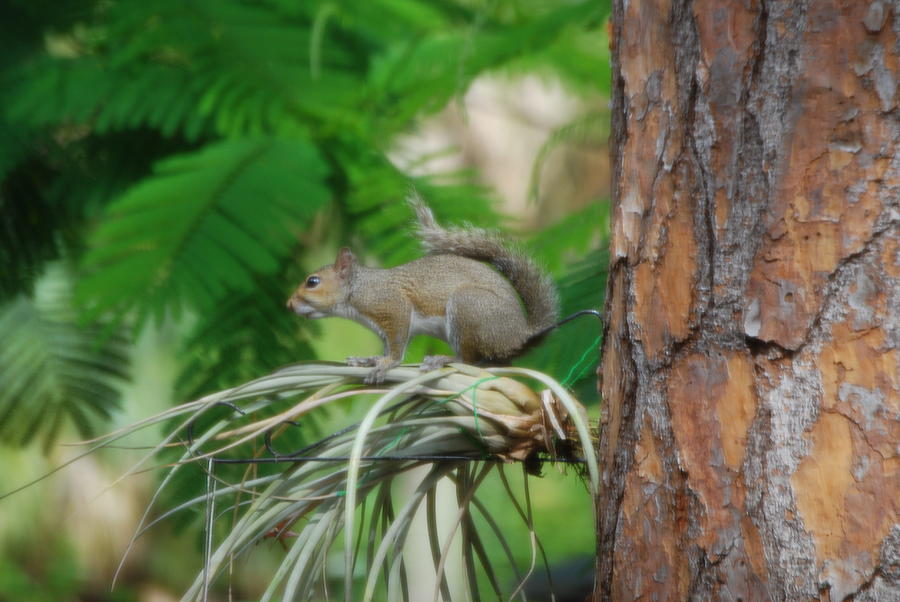 Squirrel Photograph by Robert Floyd - Fine Art America