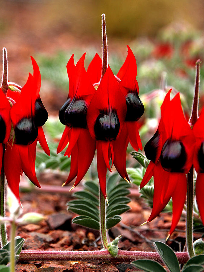 Sturt's Desert Pea Outback South Australia Photograph by Carole-Anne Fooks