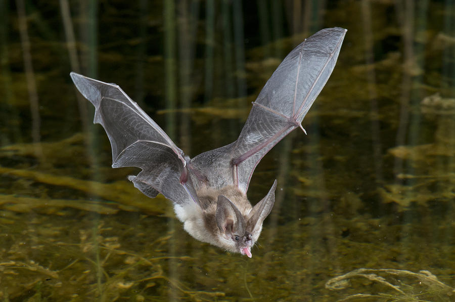 Townsends Big-eared Bat Photograph by Anthony Mercieca - Fine Art America