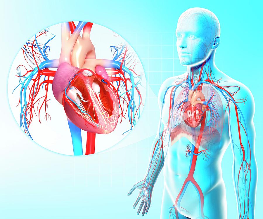 Cardiovascular System Photograph by Pixologicstudio/science Photo ...