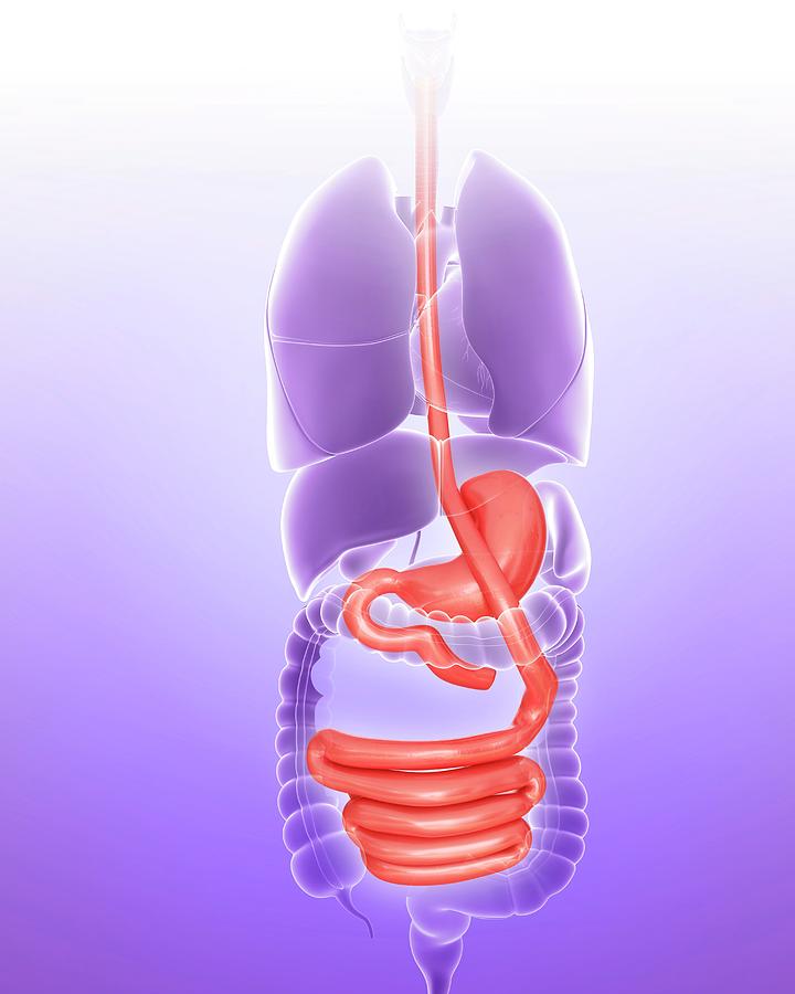 Human Digestive System #70 by Science Photo Library