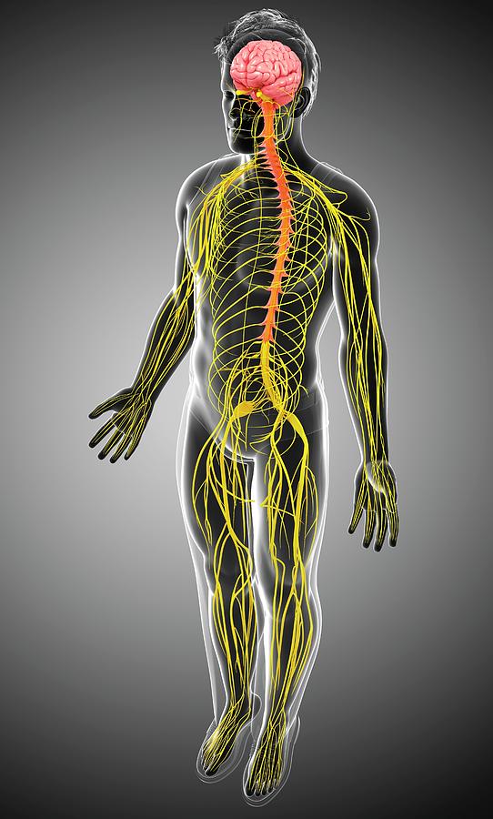 Human Nervous System Photograph by Pixologicstudio/science Photo ...