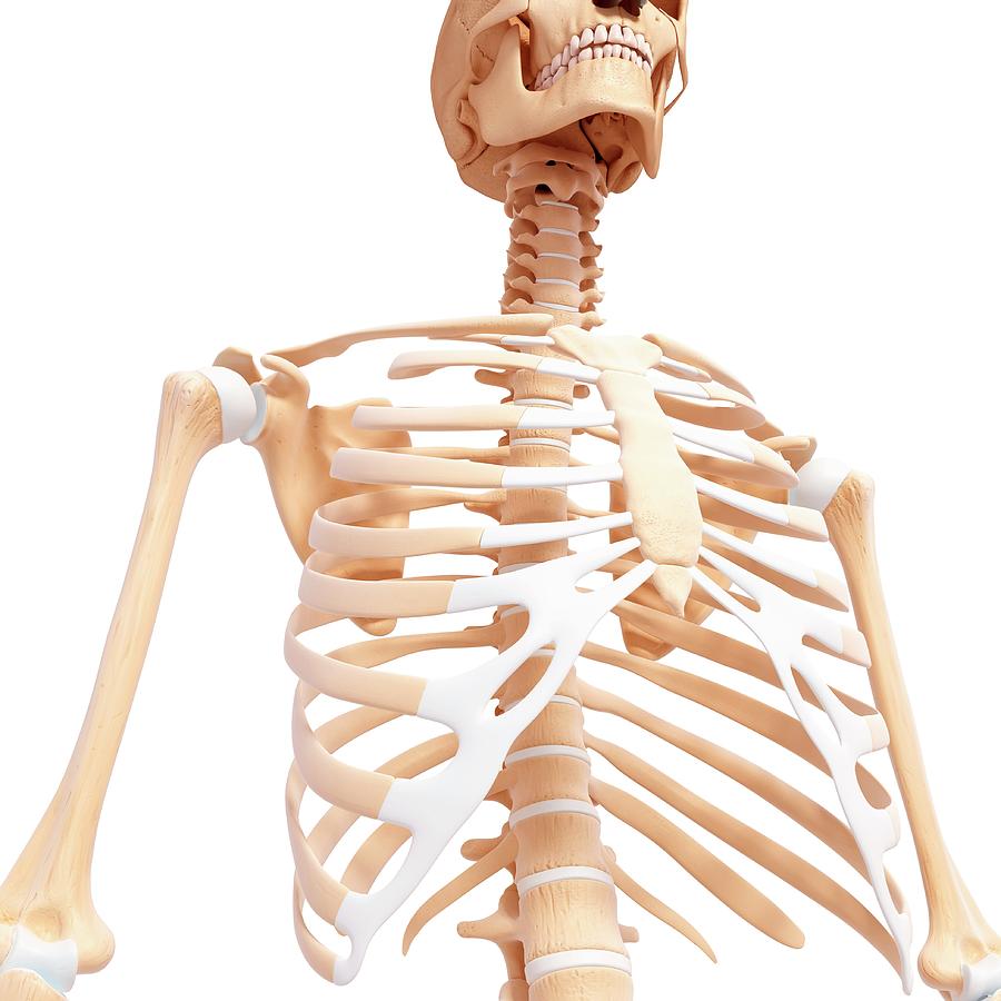 Human Skeleton #71 Photograph by Pixologicstudio / Science Photo ...