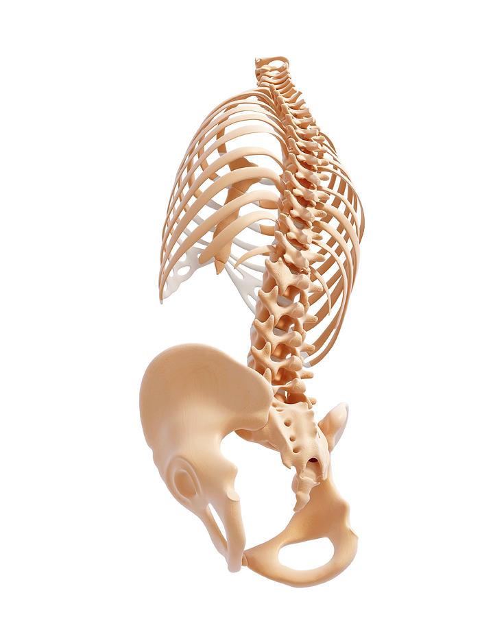 Human Skeleton #712 Photograph by Pixologicstudio/science Photo Library ...