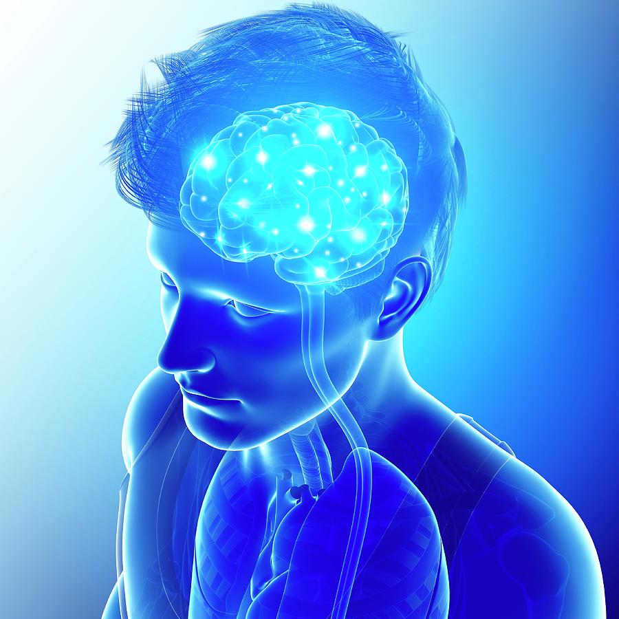 Human Brain Photograph by Pixologicstudio/science Photo Library | Pixels