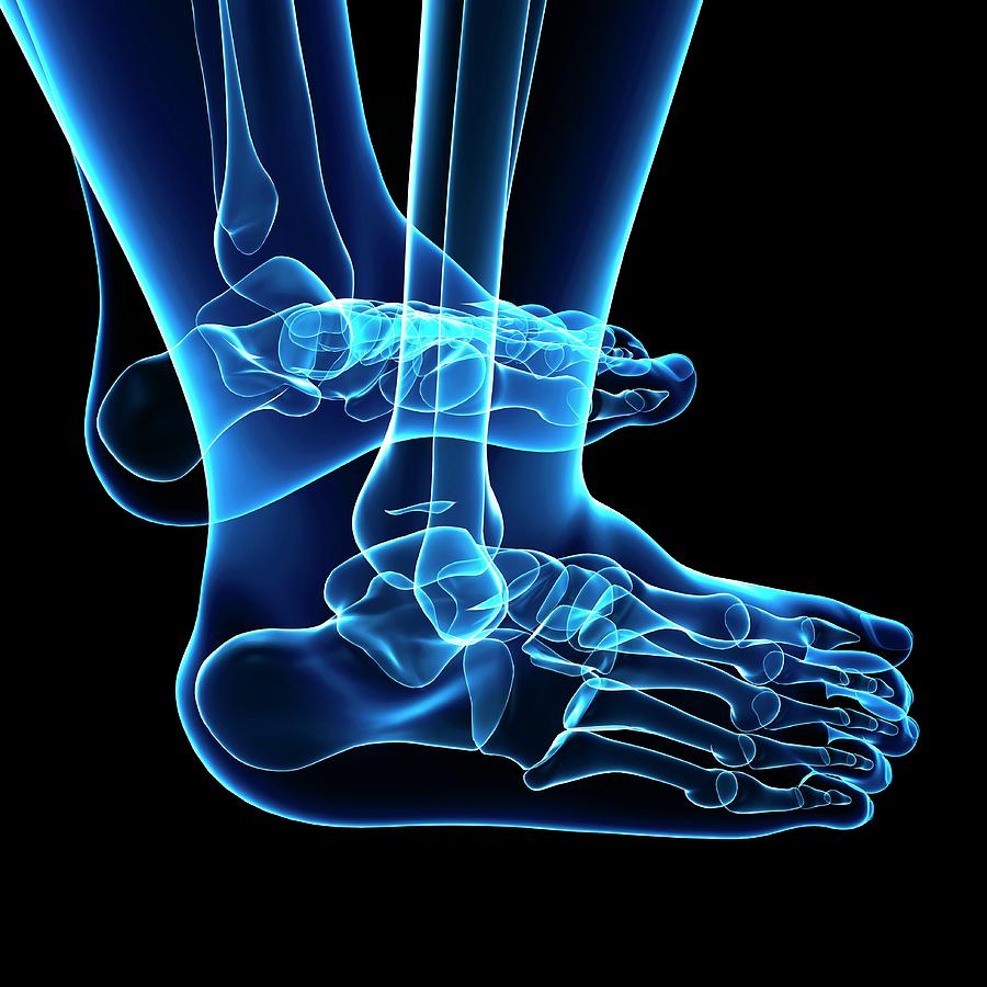 Human Foot Bones #72 by Science Photo Library