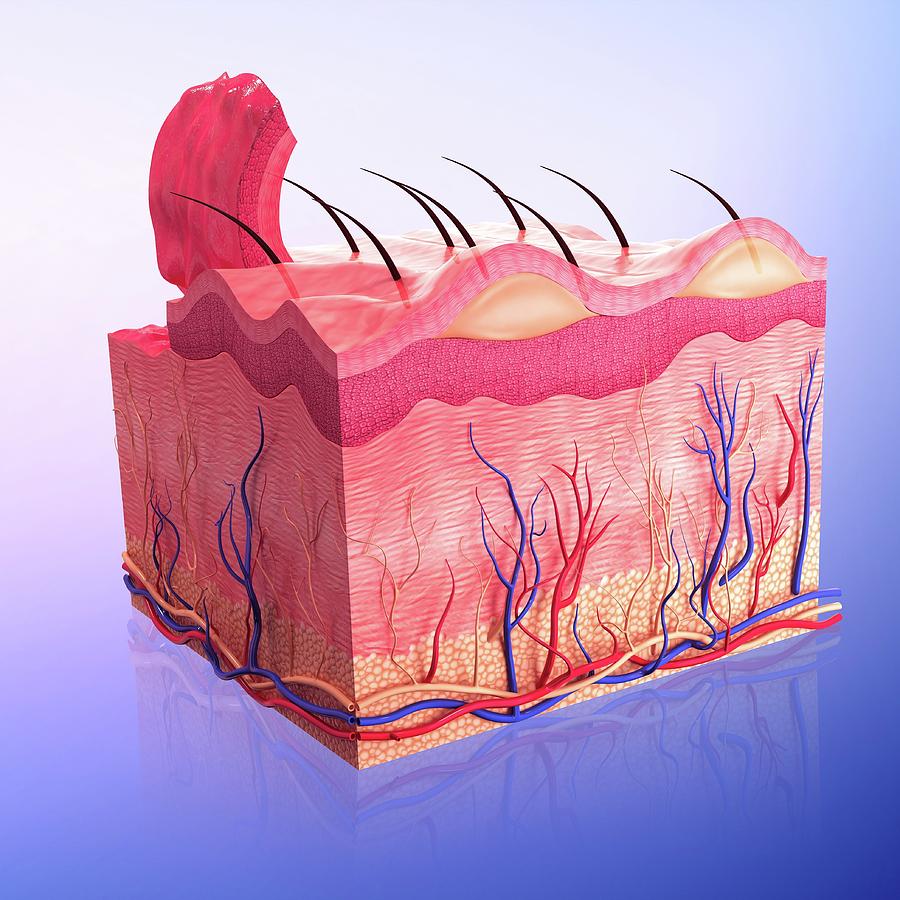 Human Skin #72 by Science Photo Library