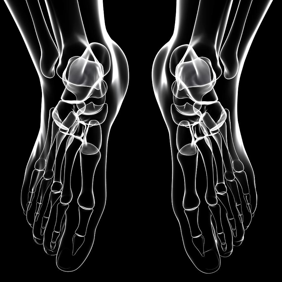 Human Foot Bones Photograph by Pixologicstudio/science Photo Library ...