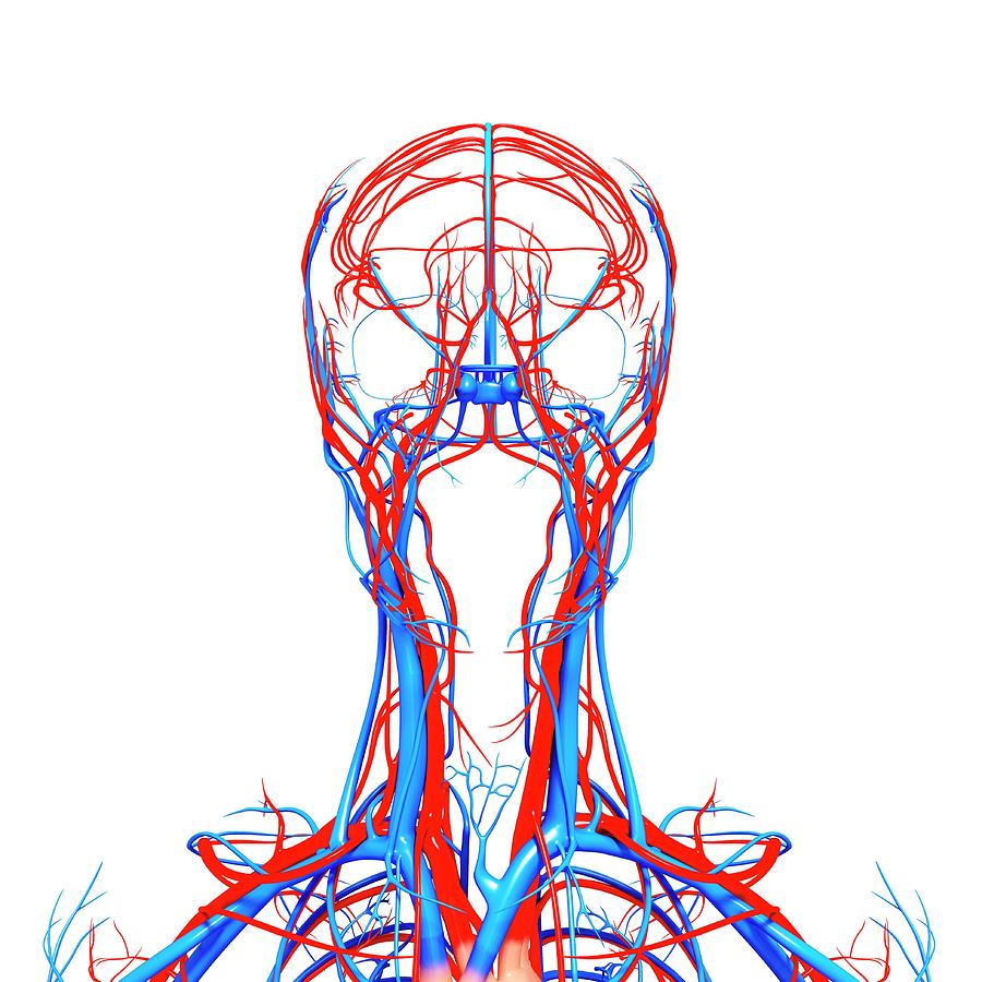 Human Cardiovascular System Photograph by Pixologicstudio/science Photo ...