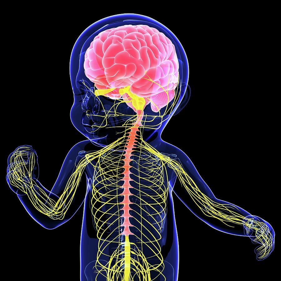 Baby's Nervous System Photograph by Pixologicstudio - Fine Art America