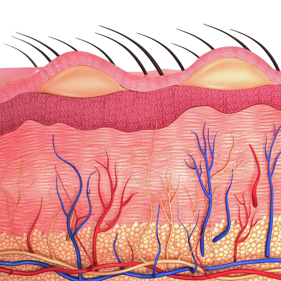 Human Skin #75 by Science Photo Library