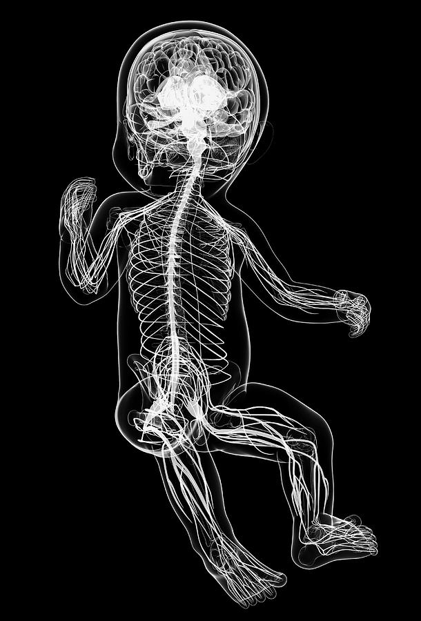 Baby's Nervous System #76 by Science Photo Library
