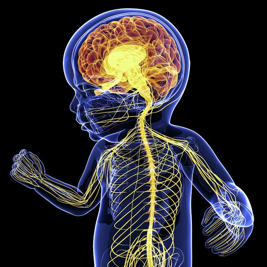 Baby's Nervous System #77 by Science Photo Library