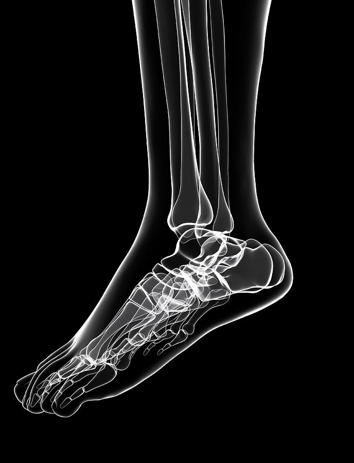 Human Leg Bones #78 by Science Photo Library