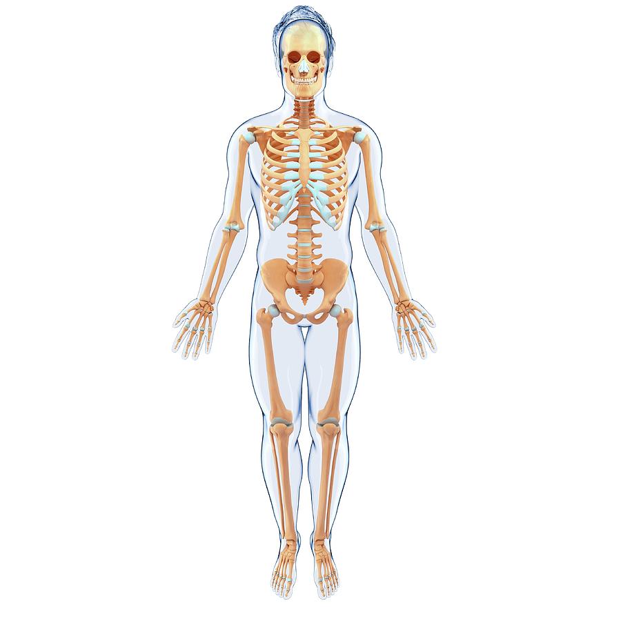 Human Skeletal System #79 by Science Photo Library