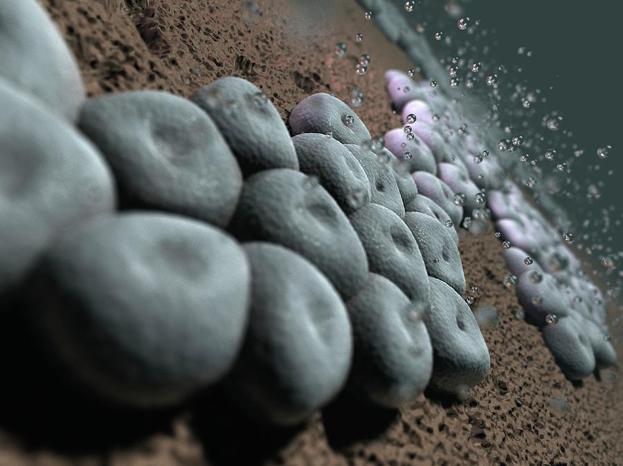 Acinetobacter Baumannii Bacteria Photograph by Hipersynteza - Pixels Acinetobacter Baumannii Bacteria Photograph by Hipersynteza - Pixels