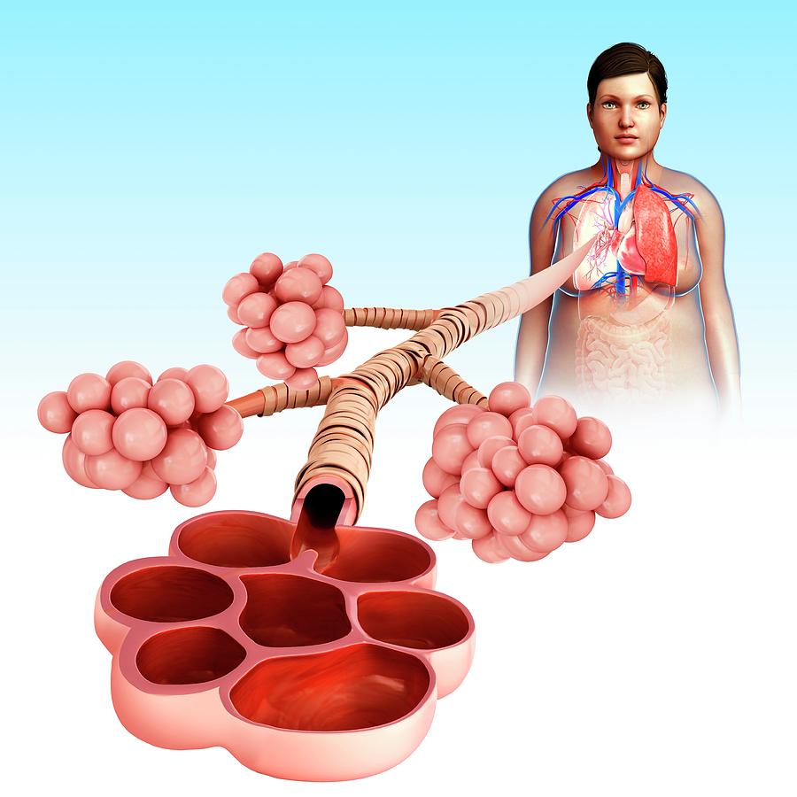 Alveoli Photograph by Pixologicstudio/science Photo Library - Pixels