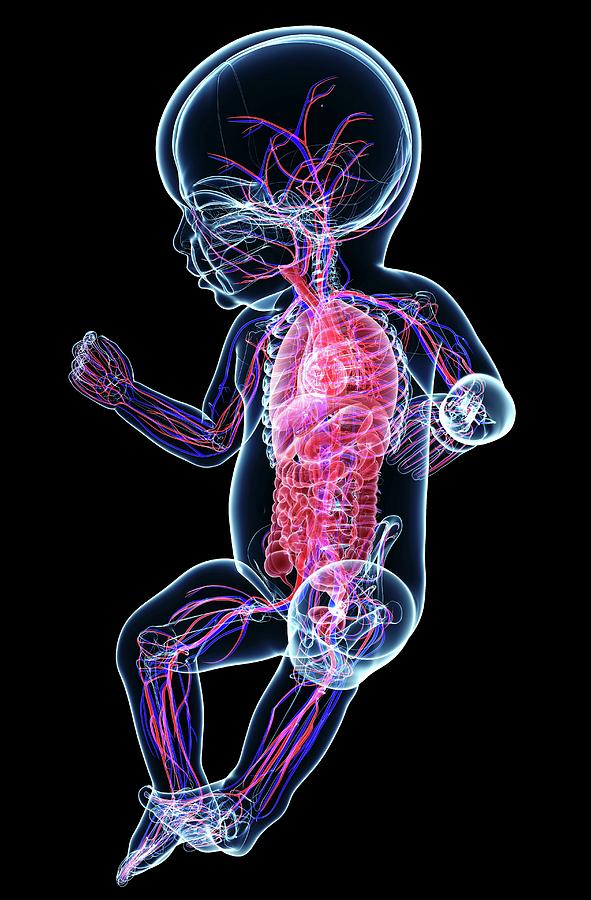 Baby's Anatomy Photograph by Pixologicstudio - Pixels