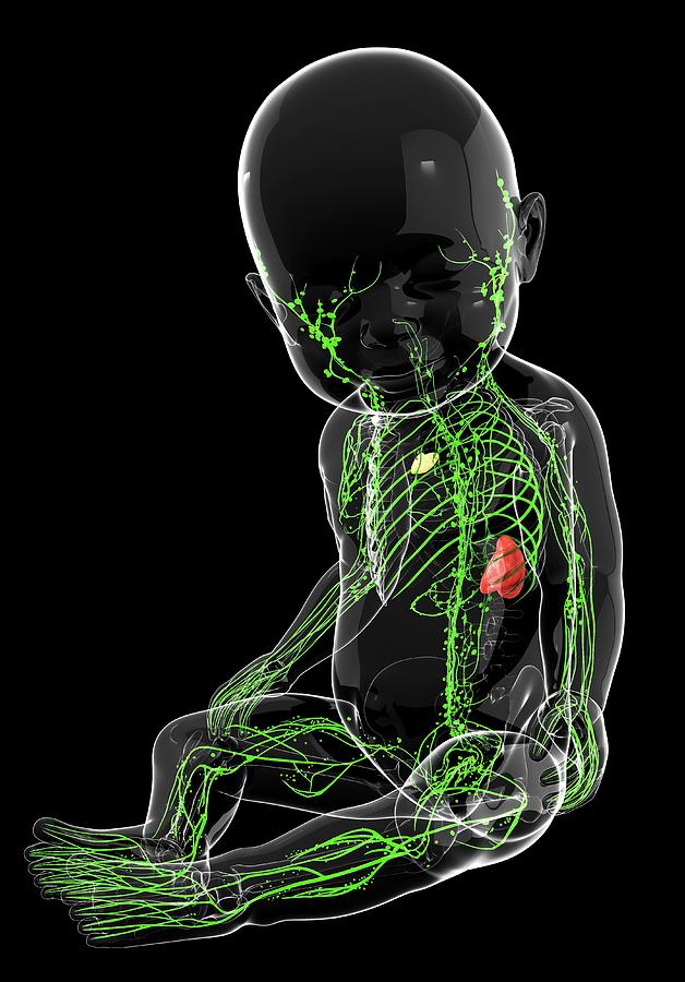 Baby's Lymphatic System #8 by Science Photo Library