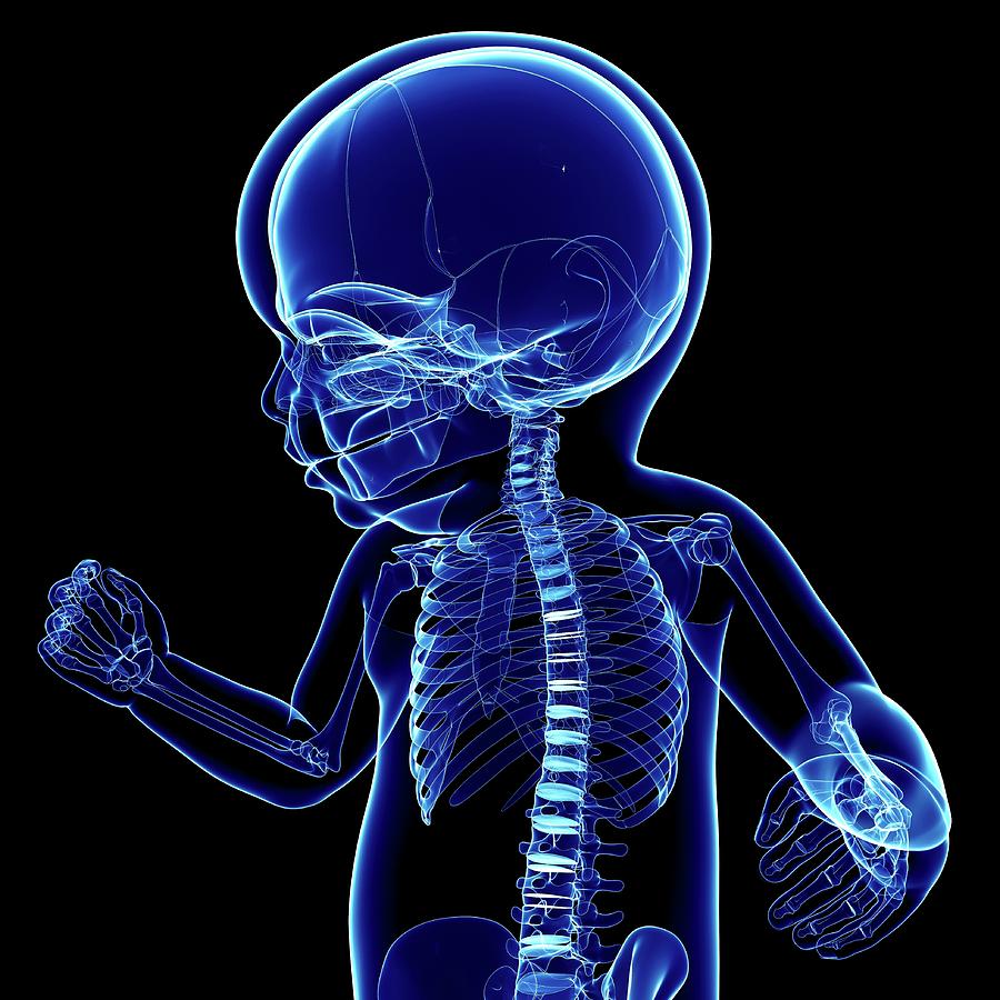 Baby's Skeletal System Photograph by Pixologicstudio - Fine Art America
