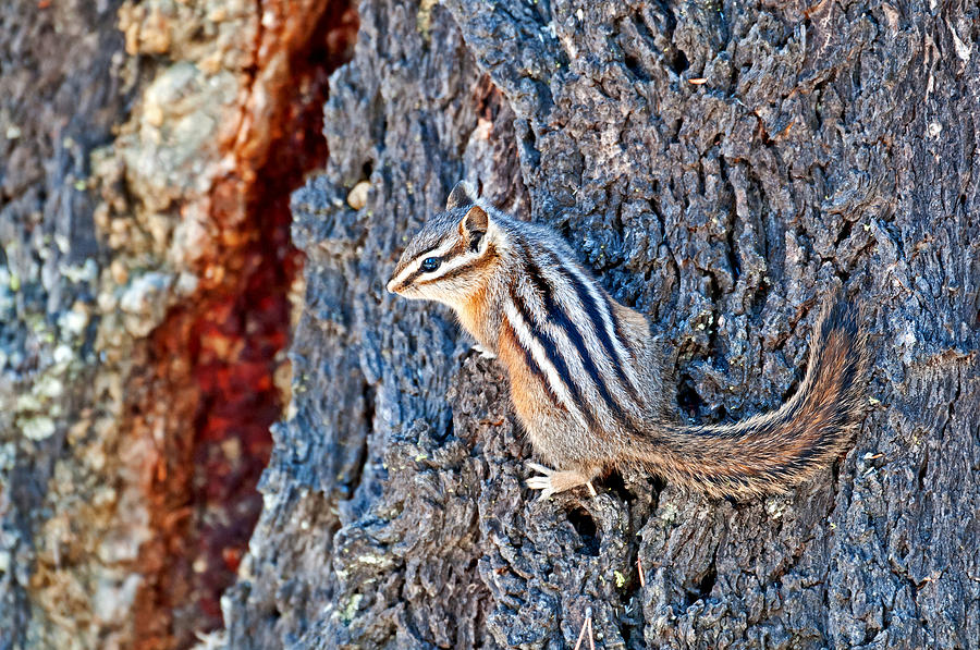 Chipmunk Photograph by Elijah Weber - Pixels