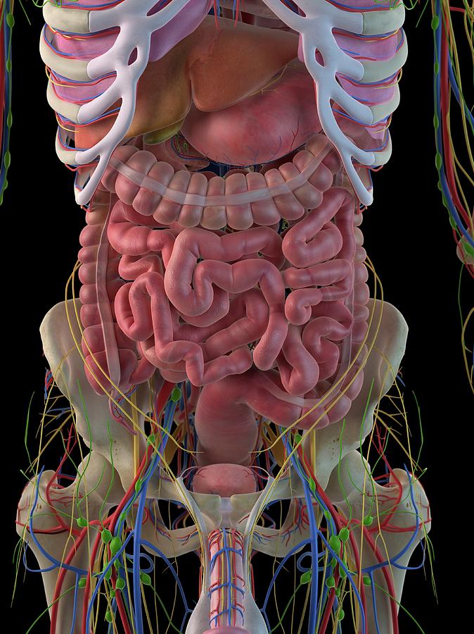 Digestive System #8 by Science Photo Library