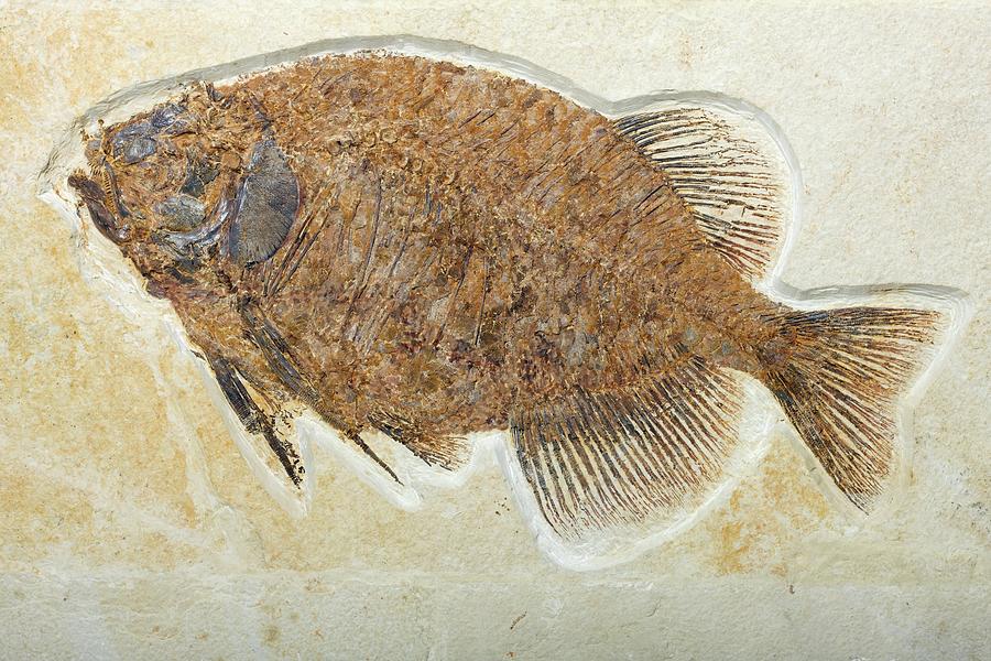 Fish Fossil Photograph by Pascal Goetgheluck/science Photo Library