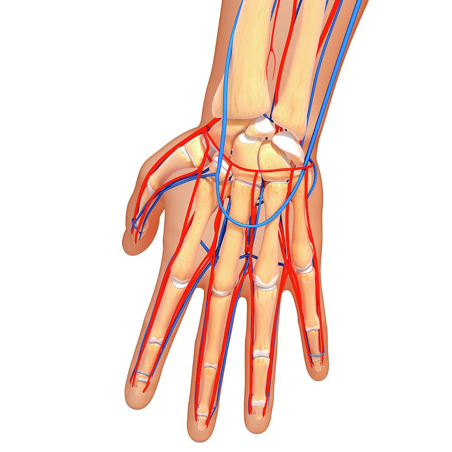 Hand Anatomy Photograph by Pixologicstudio/science Photo Library - Pixels