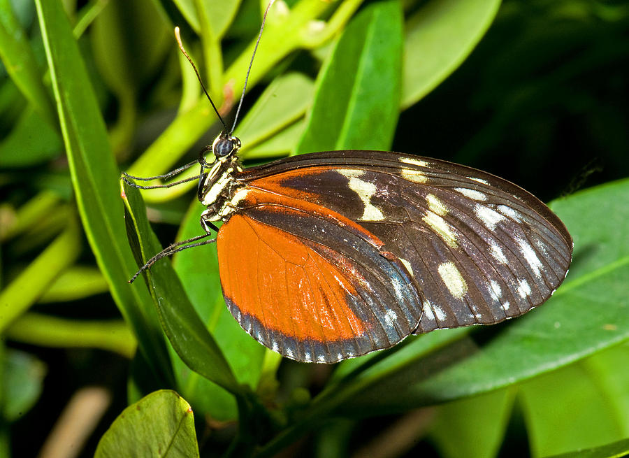 Hecale Longwing Butterfly Photograph by Millard H. Sharp - Fine Art America