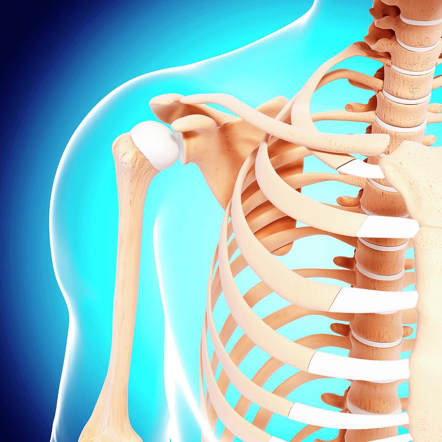 Human Shoulder Bones #8 by Pixologicstudio / Science Photo Library