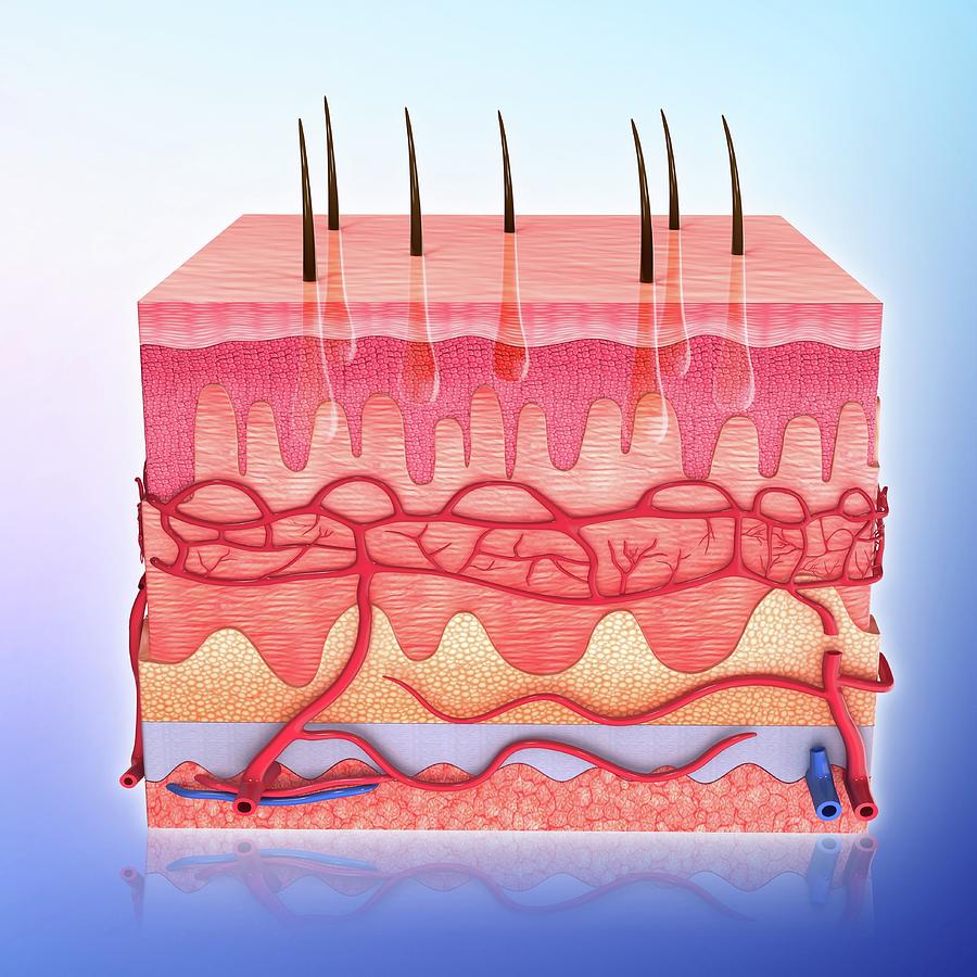 Human Skin #8 by Science Photo Library
