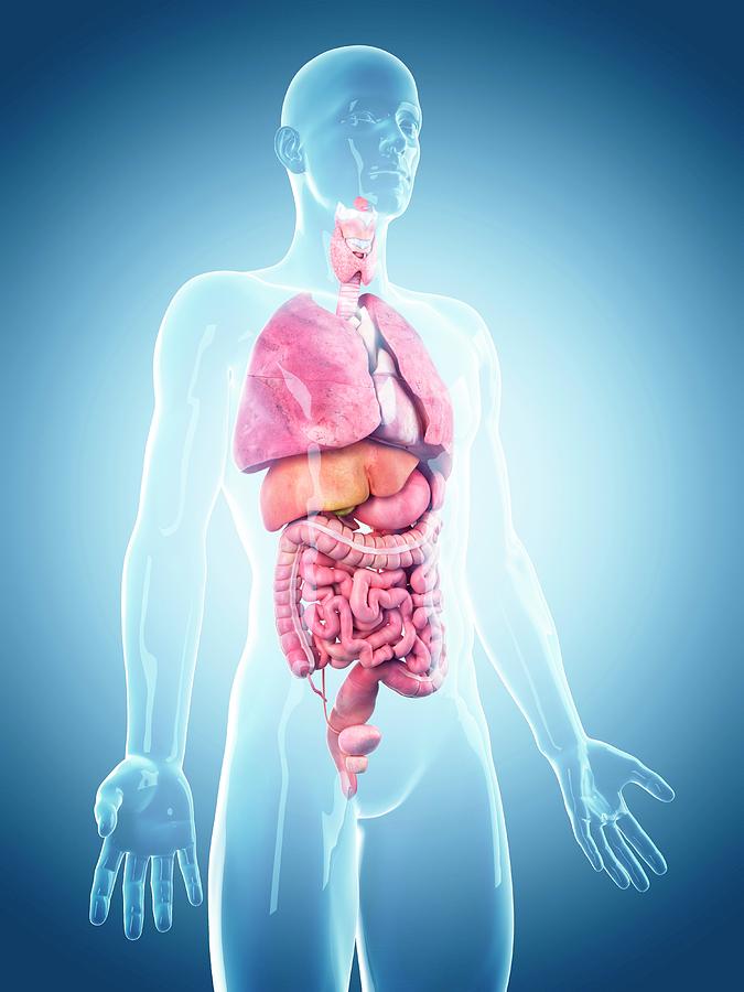 Internal Organs Photograph by Sebastian Kaulitzki/science Photo Library ...