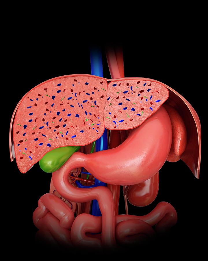 Liver #8 by Science Photo Library