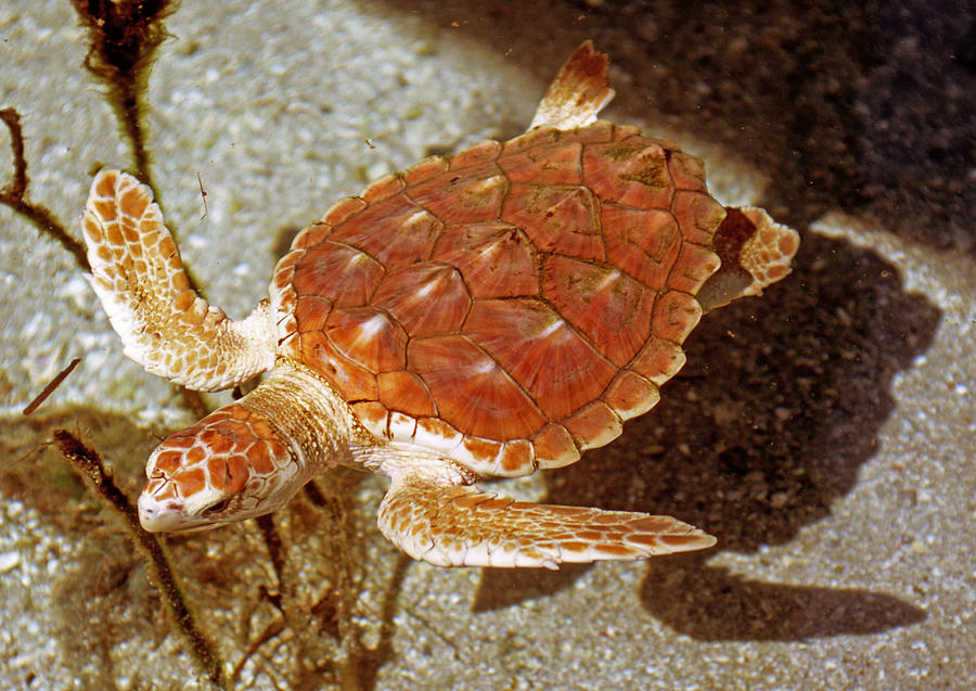 Loggerhead Sea Turtle #8 Photograph by Millard H. Sharp - Pixels