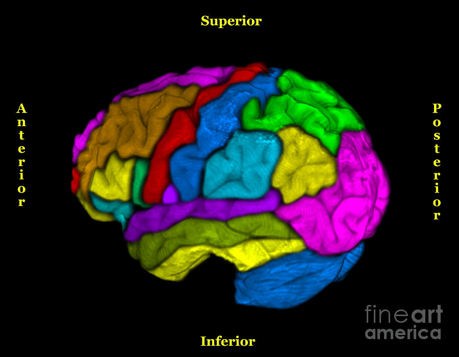 Mri Of Normal Brain Photograph by Living Art Enterprises - Pixels
