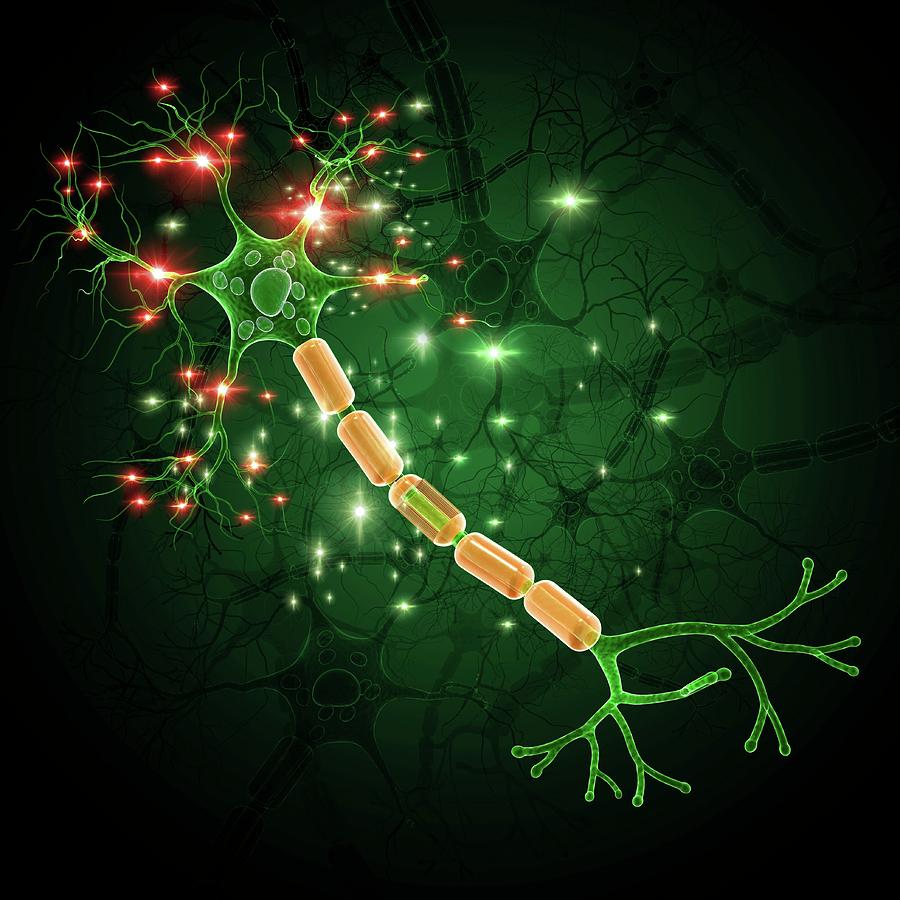Nerve Cell #8 by Science Photo Library