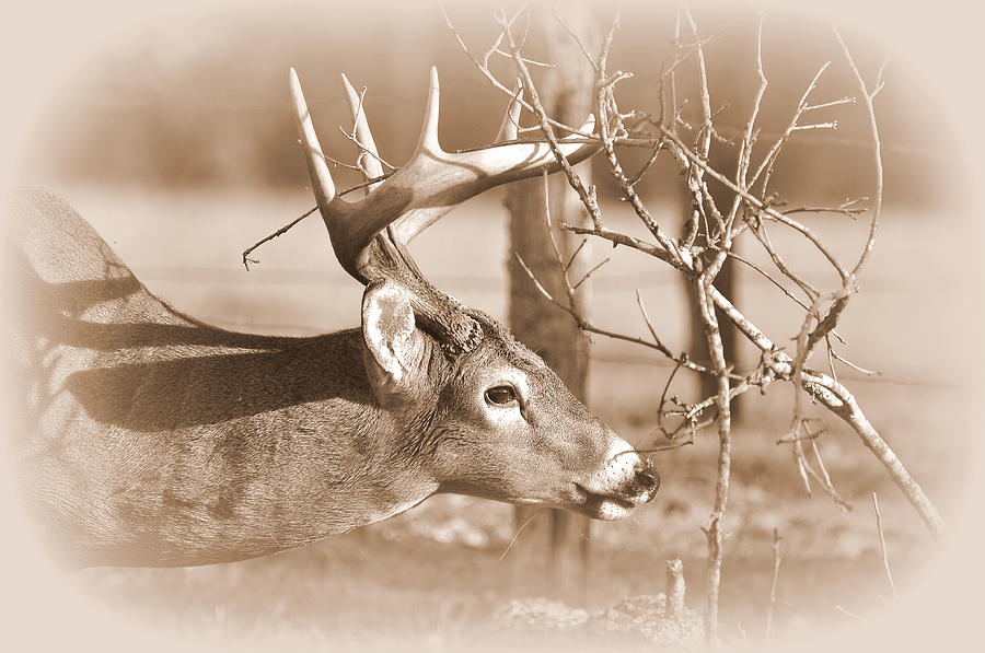 8 Pointer Photograph by Todd Hostetter - Fine Art America