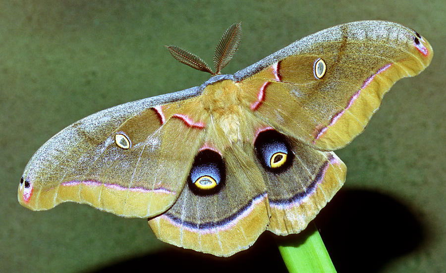 Polyphemus Moth Photograph by Millard H. Sharp - Pixels