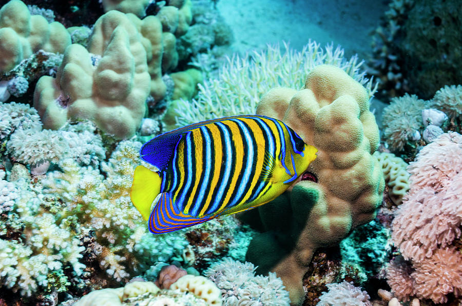 Regal Angelfish #8 by Georgette Douwma