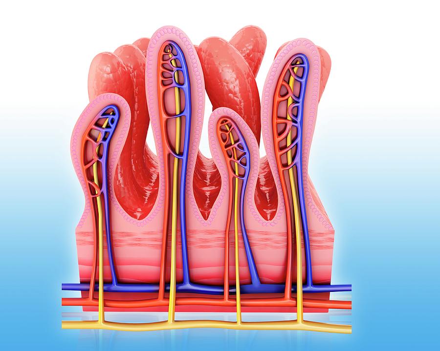 Small Intestine Wall #8 by Science Photo Library