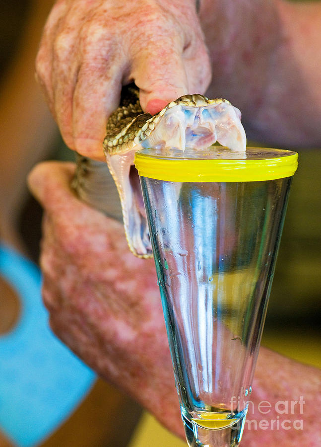 Snake Venom Extraction #8 by Millard H. Sharp