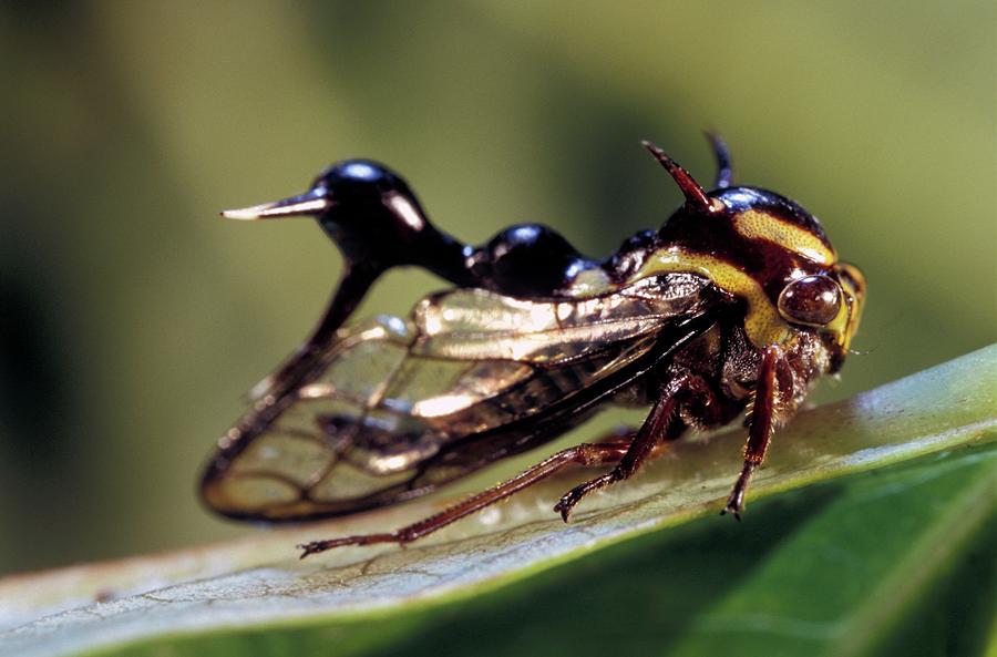 Treehopper #8 Photograph by Science Photo Library - Pixels