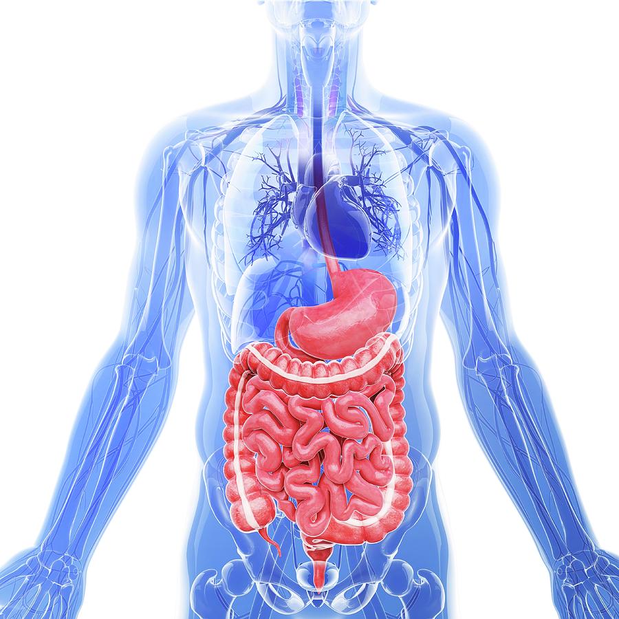 Human Digestive System #80 by Science Photo Library