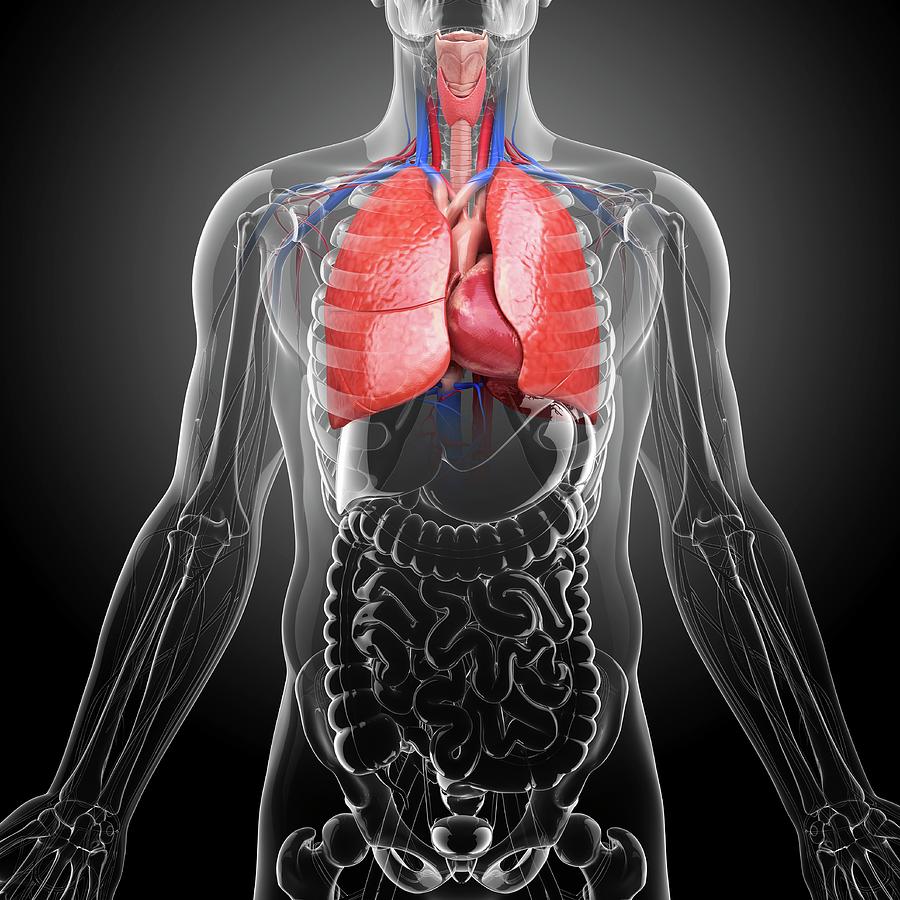 Human Respiratory System #80 by Science Photo Library