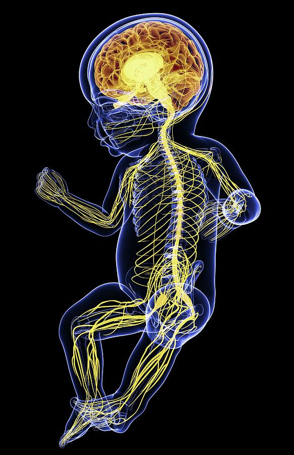 Baby's Nervous System #81 by Science Photo Library