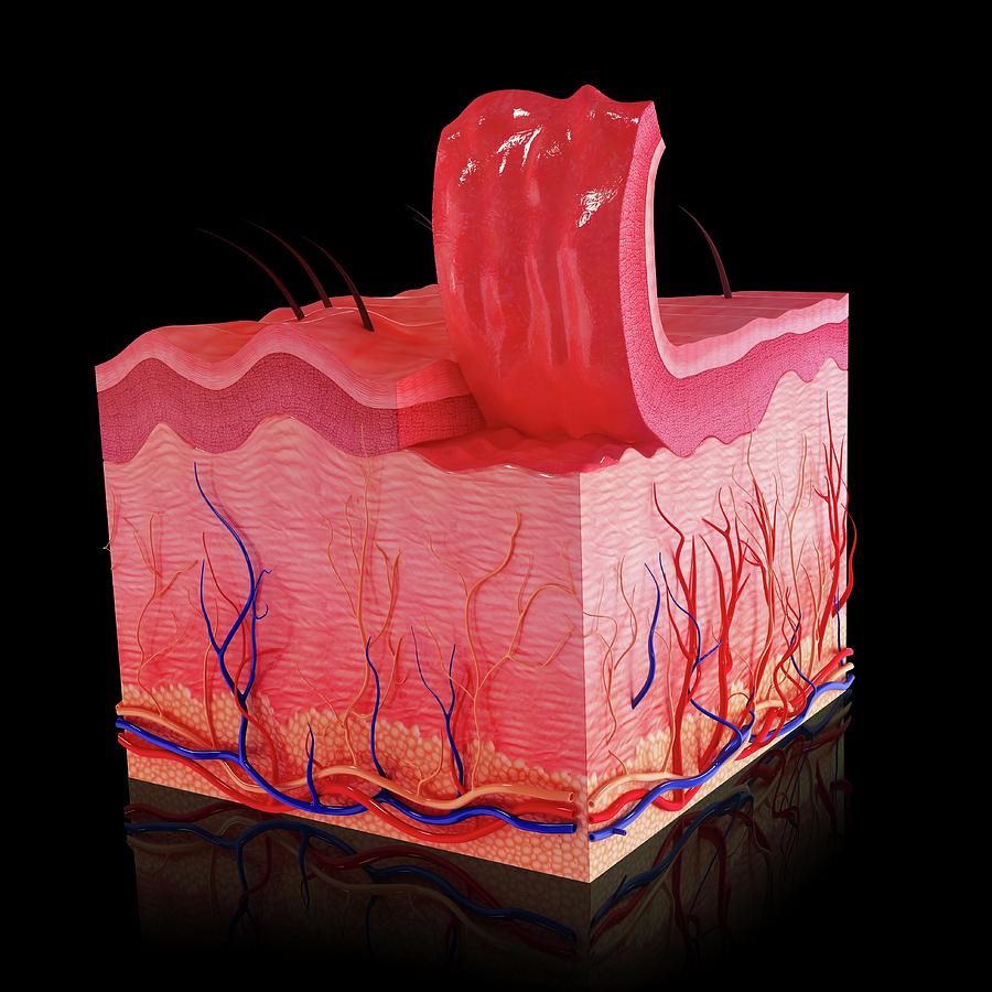 Human Skin Photograph by Pixologicstudio - Fine Art America