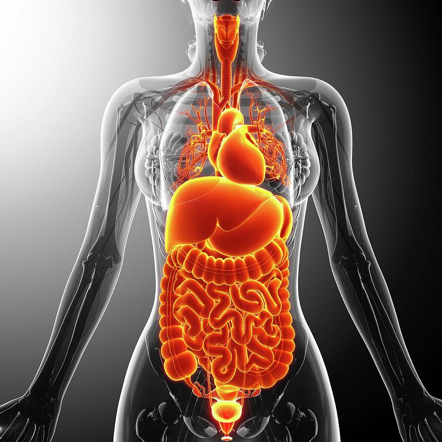 Human Internal Organs #82 by Science Photo Library